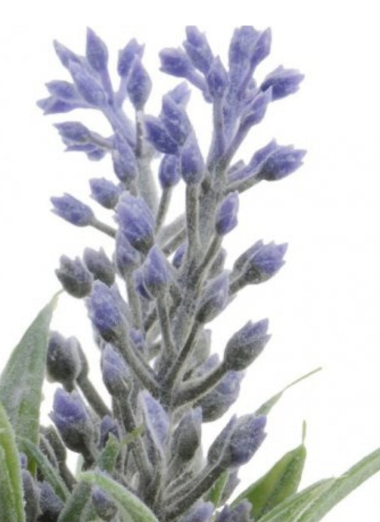 Lavender Posy in Glass Pot – EllieGrey